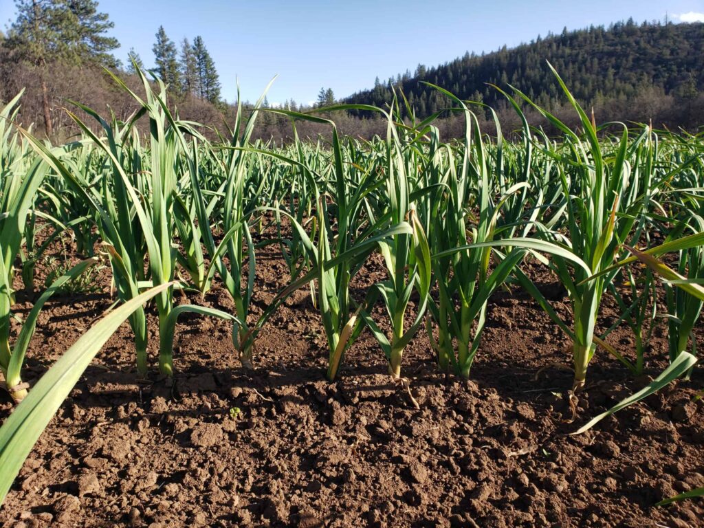 Top 10 Organic Garlic Farms In The USA To Buy From