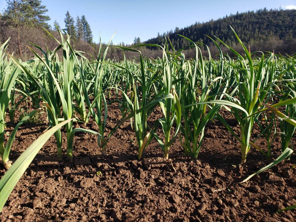Garlic Blog : Basaltic Farms