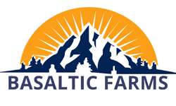 How Much Garlic : Basaltic Farms