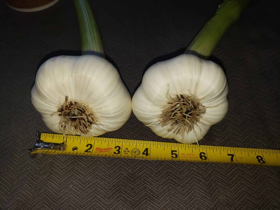 How To Grow Garlic : Basaltic Farms
